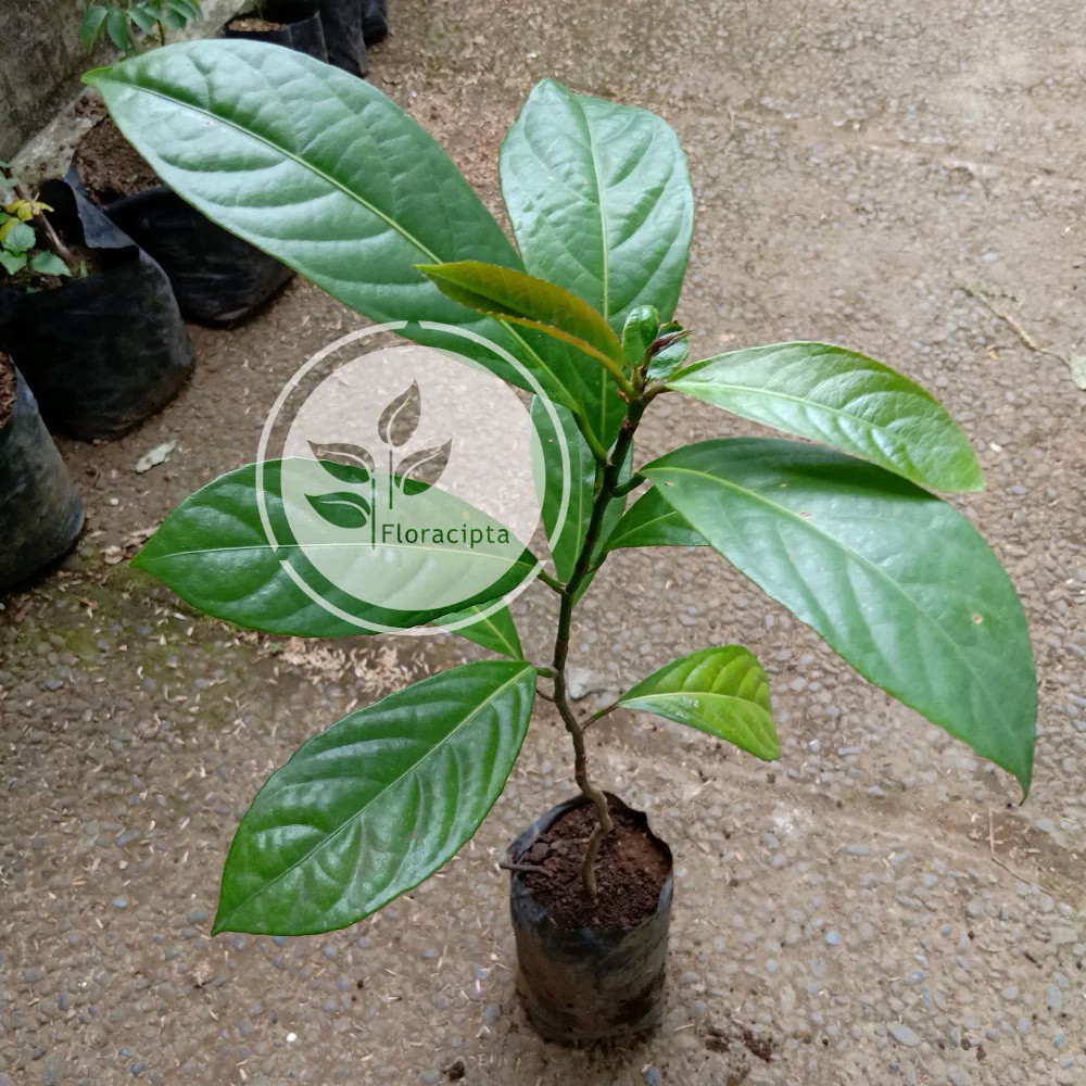 Jual Bibit Menteng Jumbo Pohon Menteng Besar Buah Menteng | Shopee ...