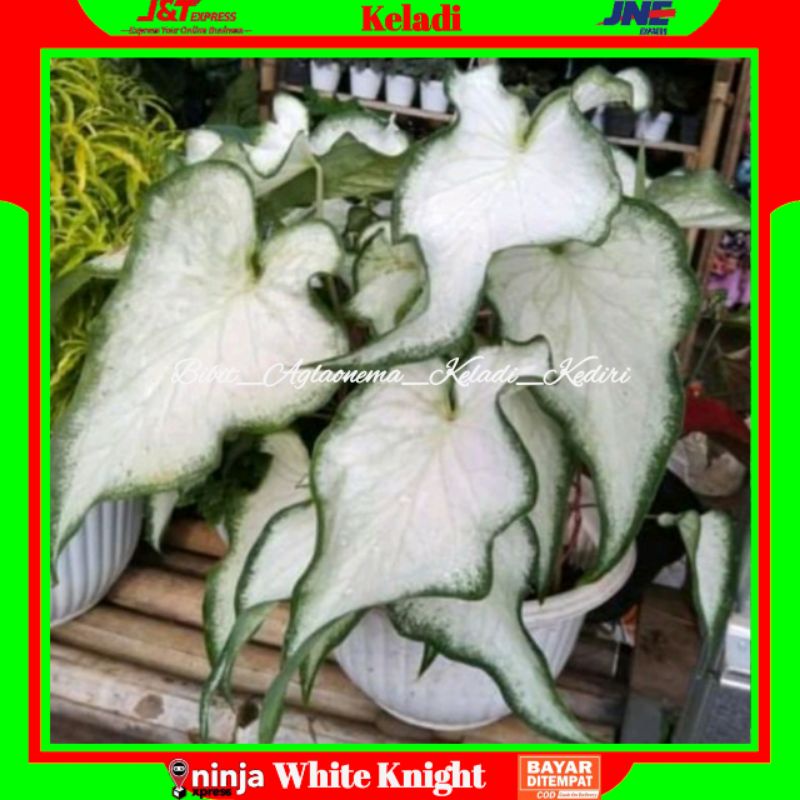 Jual Bunga Keladi White Knight Caladium Tanaman Hias Umbi Sehat Akar ...