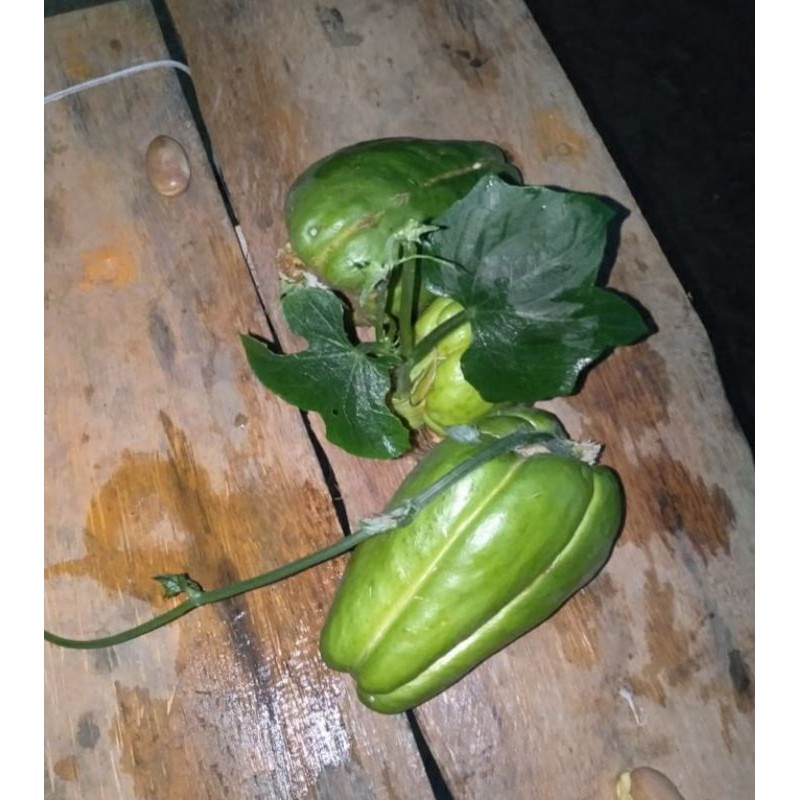 Jual BIBIT LABU SIAM SIAP TANAM | Shopee Indonesia