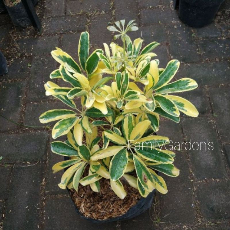 Jual Tanaman Hias Walisongo Golden Variegata Indonesia|Shopee Indonesia