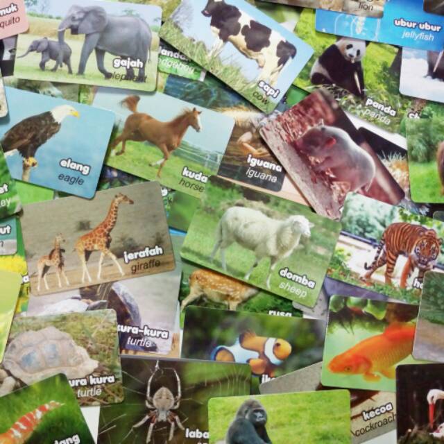 Jual FLASHCARD 100 kartu MENGENAL BINATANG /MAINAN EDUKASI flash card ...