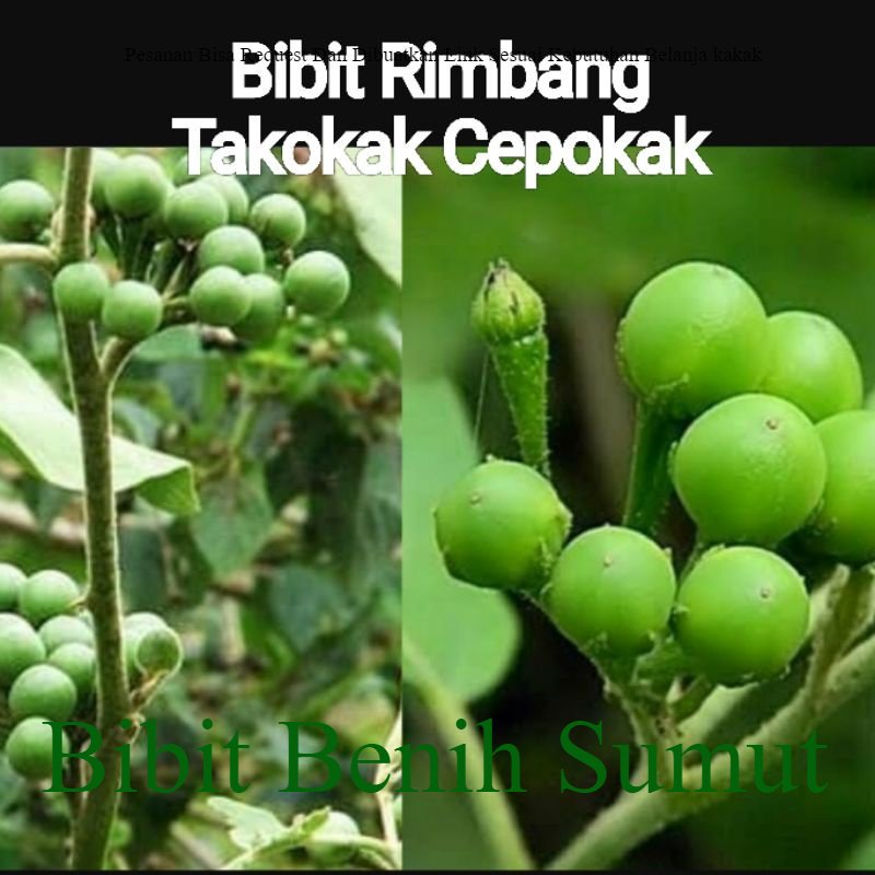Jual Bibit Rimbang Buah Takokak Cepokak Rimbang Terung Pipit Turkey ...
