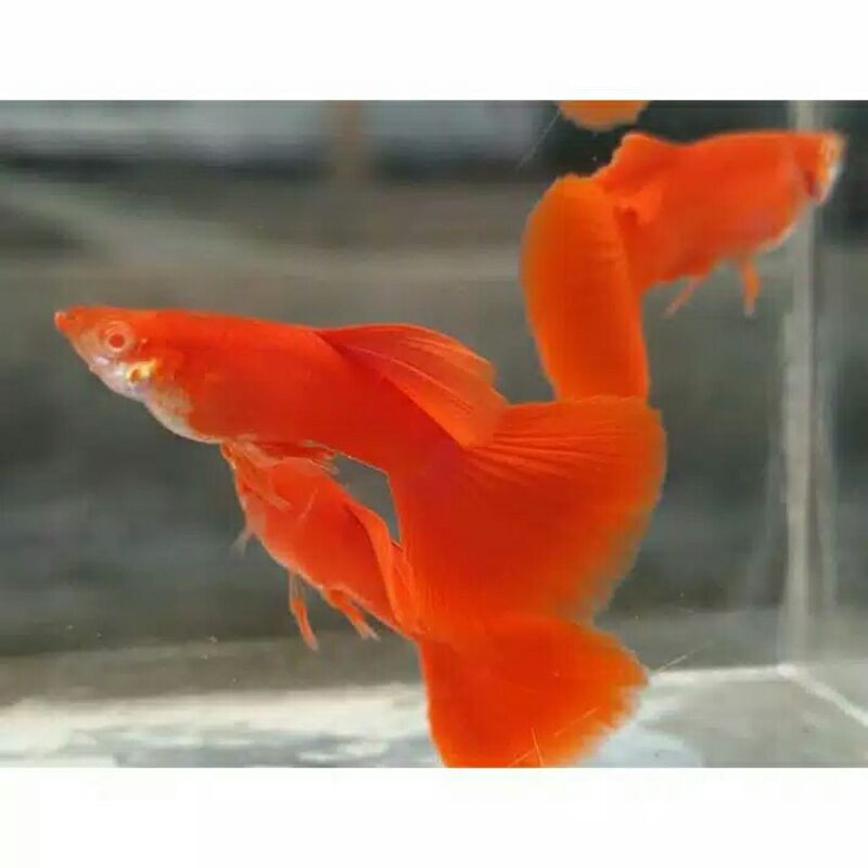Jual ikan Gapi AFR ( albino full red ) Indonesia|Shopee Indonesia