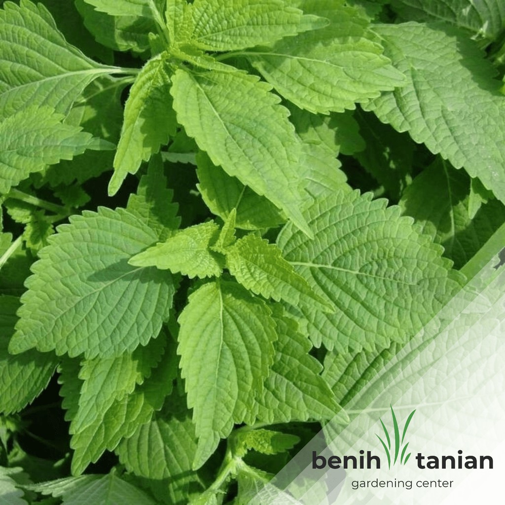 Jual 10 Biji Benih Shiso Perilla Green Bibit Tanaman Herb Unggul ... Jual 10 Biji Benih Shiso Perilla Green Bibit Tanaman Herb Unggul ...