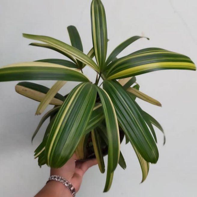 Jual Tanaman hias indoor bibit pohon palm regu variegata - Pohon hias ...
