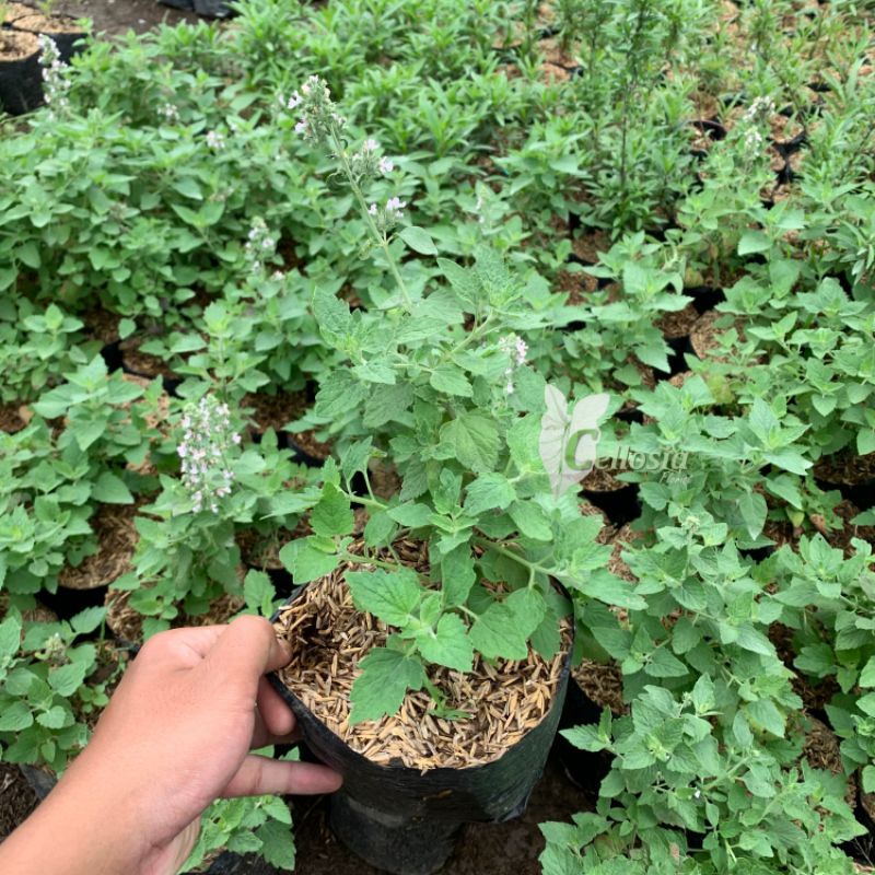 Jual Bibit Tanaman Catnip / Catmint (Nepeta cataria) | Shopee Indonesia
