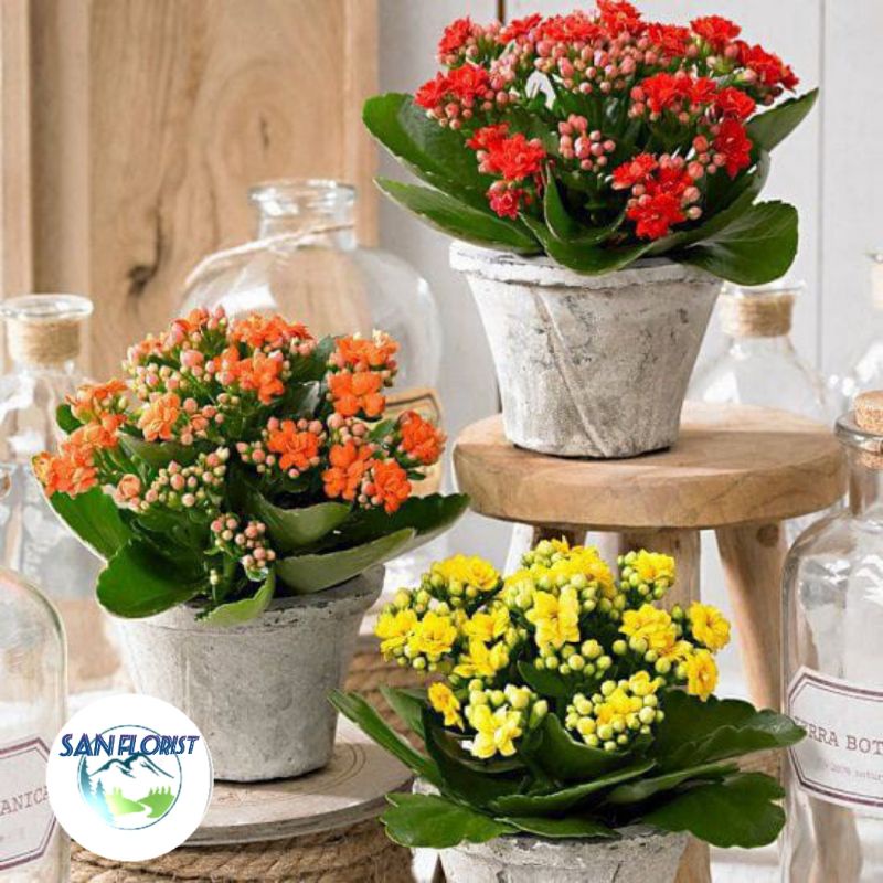 Jual Tanaman Hias Kalanchoe Pinnata/Bunga Calandiva | Shopee Indonesia