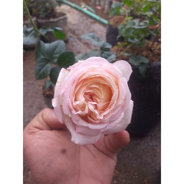 Jual Mawar import AUB tanaman hias bunga mawar bandung [mawar super ... Jual Mawar import AUB tanaman hias bunga mawar bandung [mawar super ...