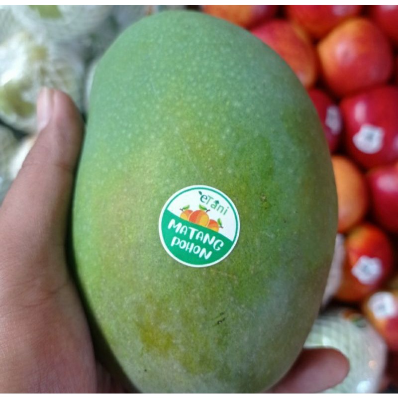 Jual mangga suluhan | mangga harum manis | 1 kg | Shopee Indonesia