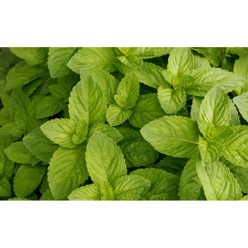 Jual Amefurash 100 Benih Bibit Biji Herb Spearmint Herb Mint Grow Your ...