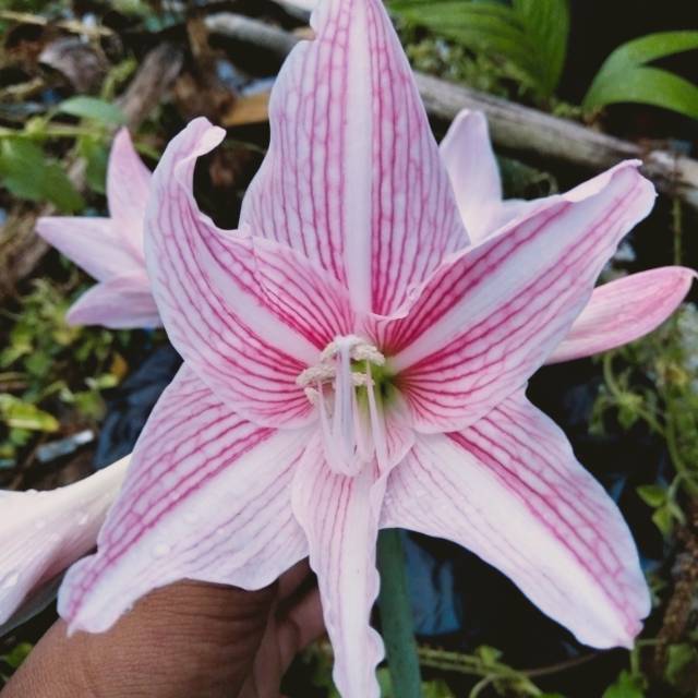 Produk bunga_ turi_garden | Shopee Indonesia