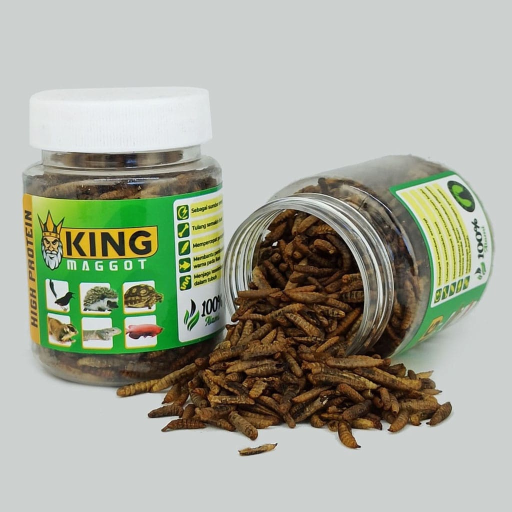 Jual king maggot ulat makanan sugar glider landak reptil ikan burung ...