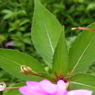 Jual 1KG Daun Pacar Air Segar (impatiens balsamina) - Fresh | Shopee ...