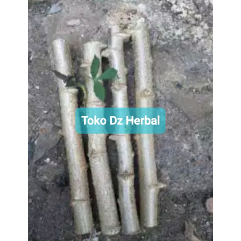 Jual Bibit singkong racun sapi kuru 1 kg | Shopee Indonesia