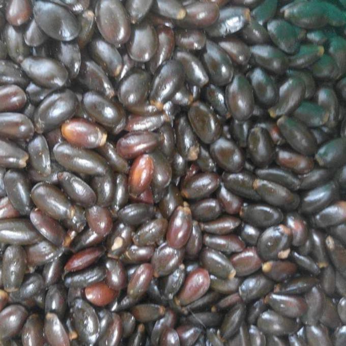 Jual 5 ONS BENIH BIJI POHON TREMBESI SAMAN TR3ND | Shopee Indonesia