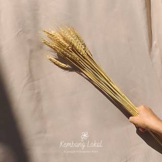 Jual (Per Batang) Gandum kering / natural dried wheat / triticum ...