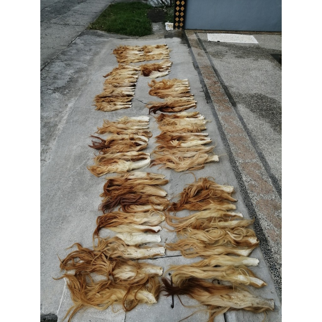 Jual ekor sapi tanpa garam sudah dibelah / gubat sapi / bubat sapi ...