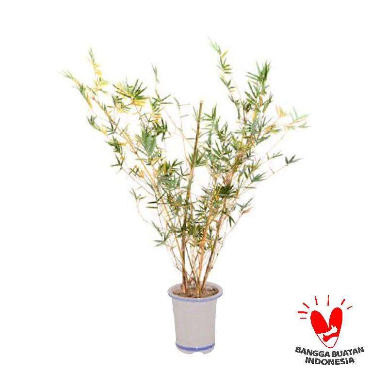 Jual Bibit Bambu Kuning Mini tanaman hias hidup | Shopee Indonesia