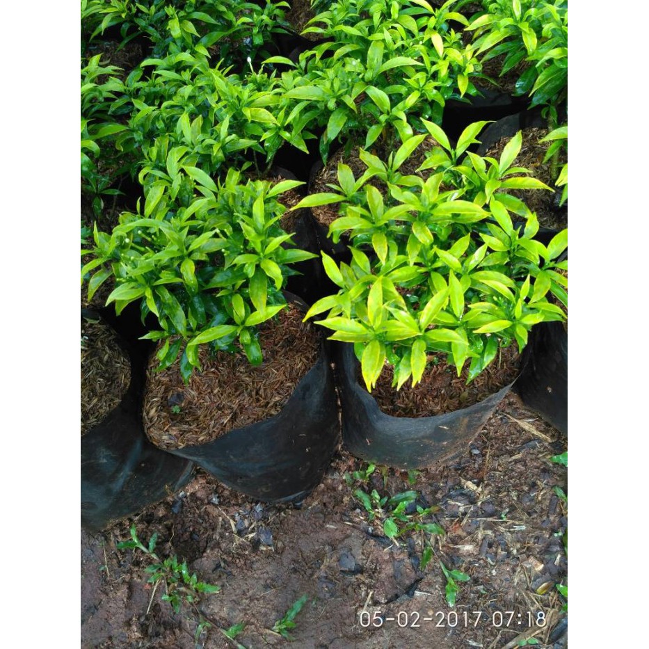 Jual Tanaman Rombusa Golden, Tanaman Rombusa, Tukang Taman | Shopee ...