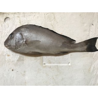 Jual Ikan Kaci - Kaci / Kaci Kaci / Foss Seafood / Ikan Beku / Frozen ...