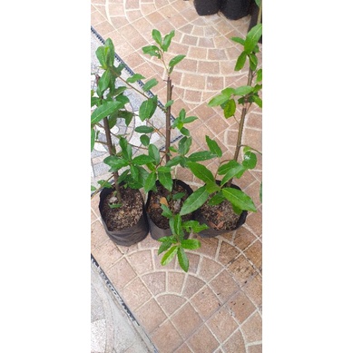 Jual Loa 3 bibit untuk bonsai atau sambung tin | Shopee Indonesia