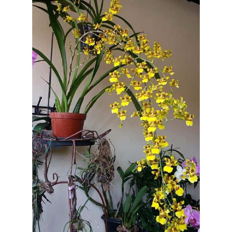 Jual Tanaman hias anggrek oncidium golden shower siap berbunga murah ...