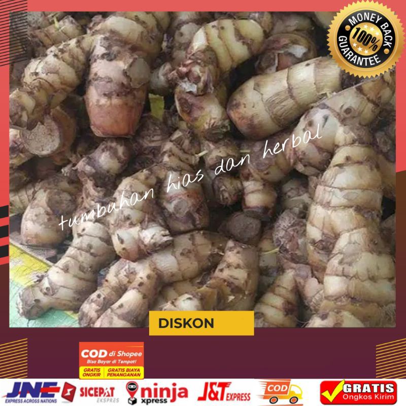 Jual Umbi Ganyo/Umbi Ganyong merah/Umbi Ganyong Segar Fres 1kg ...