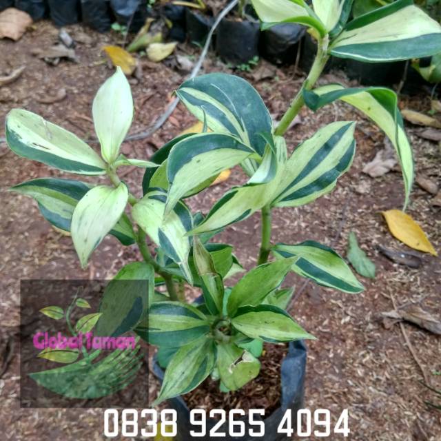 Tanaman pacing varigata - Pohon pacing pentul vatigata | Shopee Indonesia