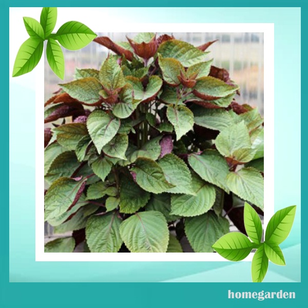 Jual Bibit Daun Perilla Ungu Benih Sisho Tanaman Herbal Bibit Tanaman ...
