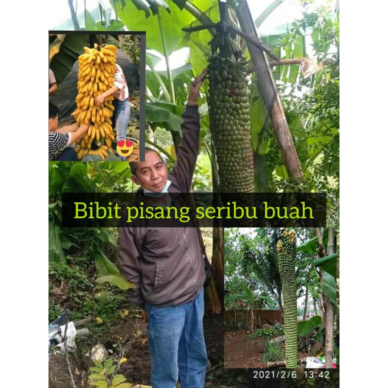 Jual Bibit Pisang 1000 Buah Unik / Pisang Langka / Bibit Unggul ... Jual Bibit Pisang 1000 Buah Unik / Pisang Langka / Bibit Unggul ...