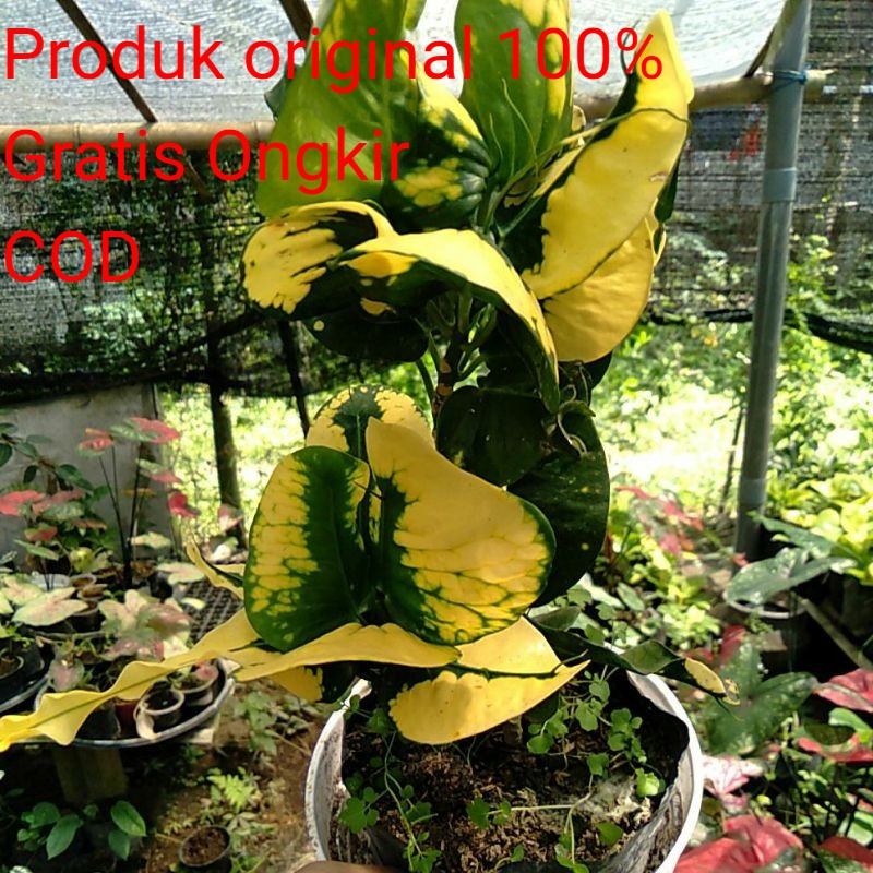 Jual Tanaman Hias Puring Telur / puring telor , Apel Rimbun murah ...
