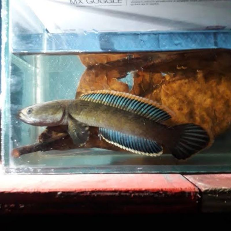 Jual PROMO hiasan aquarium chana limbata lawu rim sangat tebal(WC ...