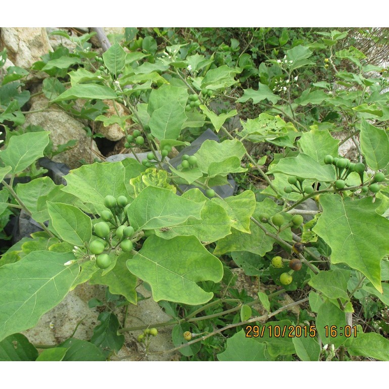 Jual Buah Rimbang Takokak Cepokak Pokak Terung Pipit Solanum Torvum KB ... Jual Buah Rimbang Takokak Cepokak Pokak Terung Pipit Solanum Torvum KB ...