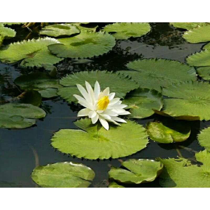 Jual tanaman hias Bunga Teratai Putih(nymphaea)-Dewasa(besar) | Shopee ...