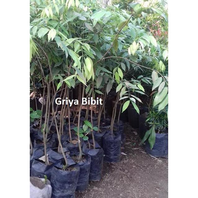 Jual H4I Bibit Tanaman Kayu Nagasari Unggul K4J! | Shopee Indonesia