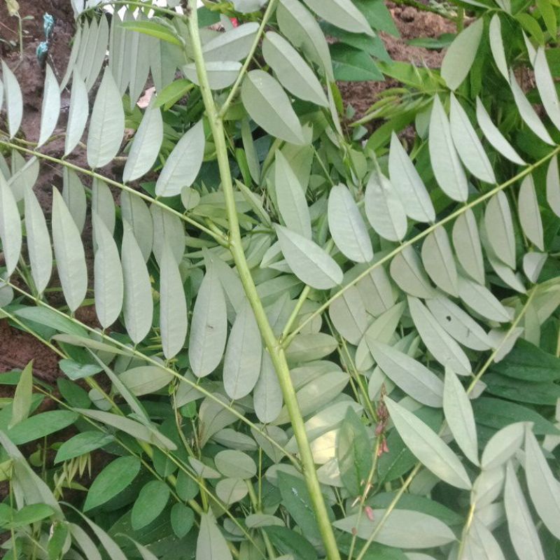 Jual 1kg Daun indigofera segar daun nila | Shopee Indonesia