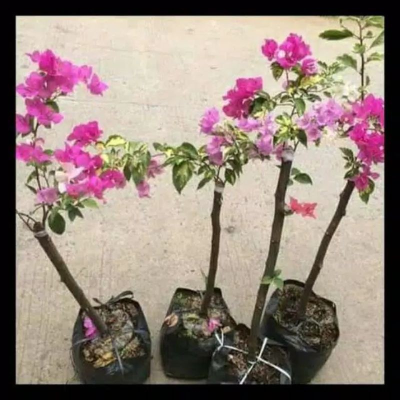 Jual Pohon Bougenville Bunga Ungu Tanaman Hias Bunga Bougenville