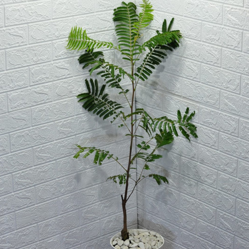 Jual Tanaman Petai Selong / Peetai Cina / Leucaena Leucocephala ...