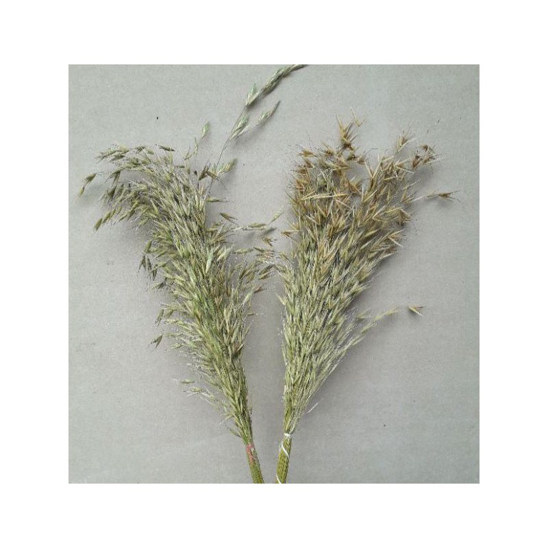 Jual bunga padi-padian 1 ikat 10 pcs | Shopee Indonesia