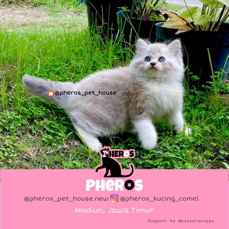 Jual Kucing Persia Ragdoll #pherospethouse #pheros_pet_house PHEROS PET ...