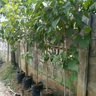 Jual pohon buah, pohon buah kecapi, Tinggi 2,5 meter. | Shopee Indonesia