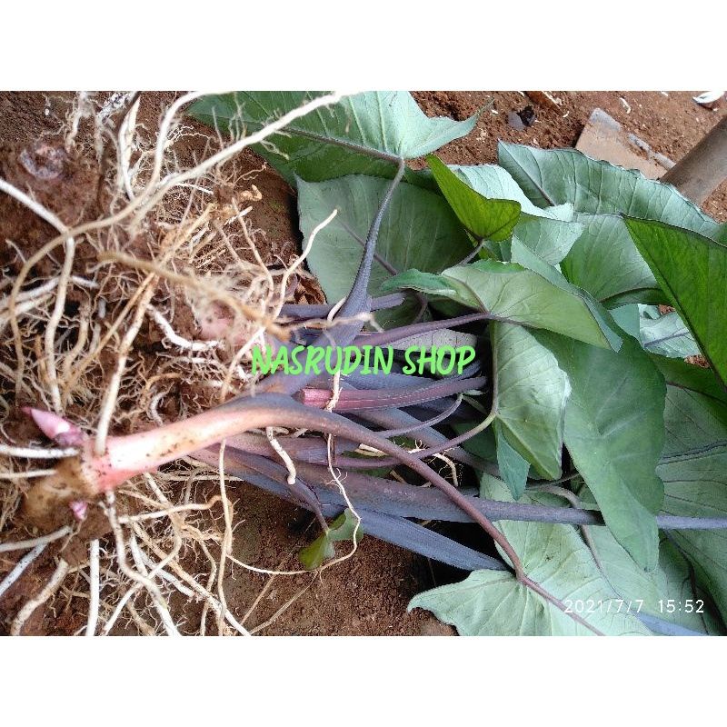 Jual BIBIT TALAS BENTUL PAKET ISI 10 POHON ANAKAN / TALAS WULUNG ...