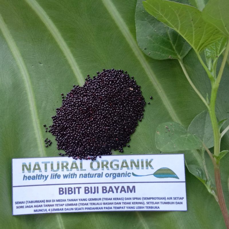 Jual BIBIT BAYAM 1000 BIJI TERBANYAK | Shopee Indonesia