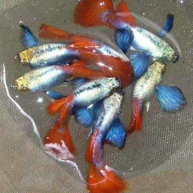 Ikan guppy platinum red tail dumbo ear kwalitas per pasang | Shopee Indonesia