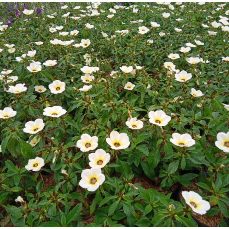 Jual tanaman bunga yolanda bunga putih tanaman turnera vegetasi lebah ...