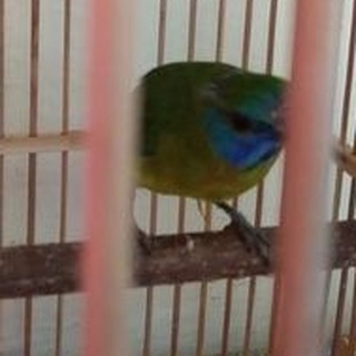 Jual Burung Cucak Kinoi Kinoy jantan (RantingEmas) | Shopee Indonesia