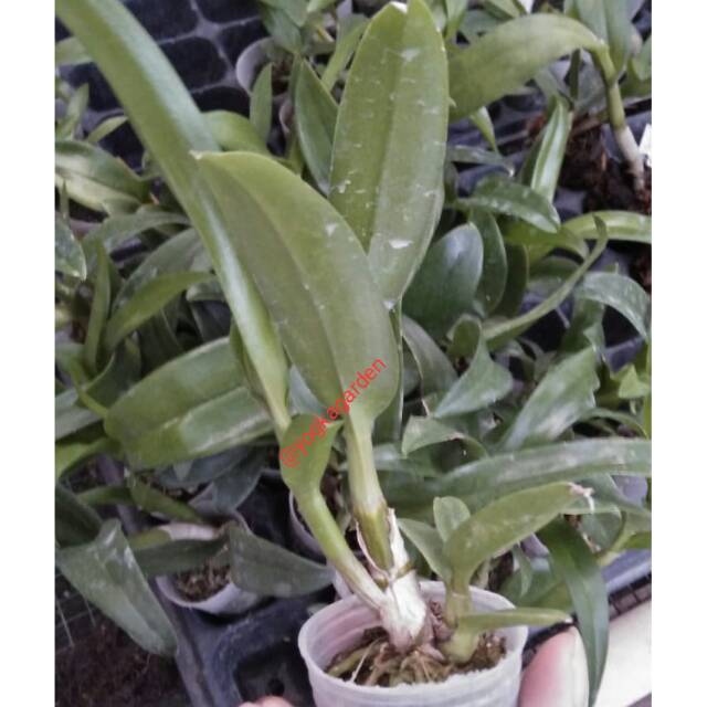 Jual Seedling/bibit anggrek dendrobium/dendro bulat | Shopee Indonesia