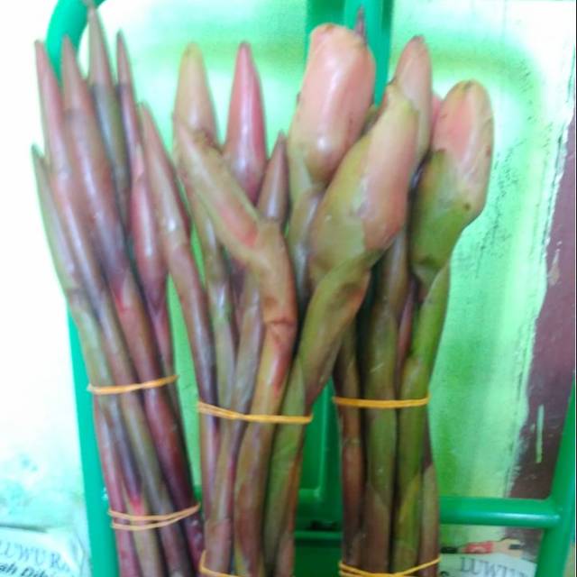 Jual Kecombrang Honje Kincung Patikala 2 Pcs Shopee Indonesia