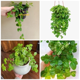 Jual Tanaman Hias Gantung Rambat Menjuntai Creeping Charlie Pilea Mint ...