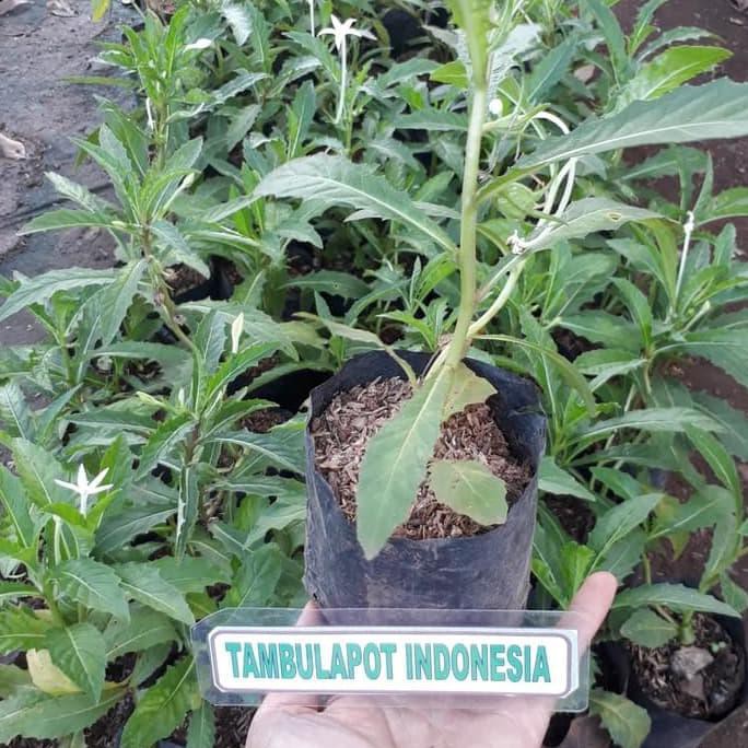 Jual Tanaman Bunga Kitolod / Tanaman Obat Mata Kembang Katarak ...